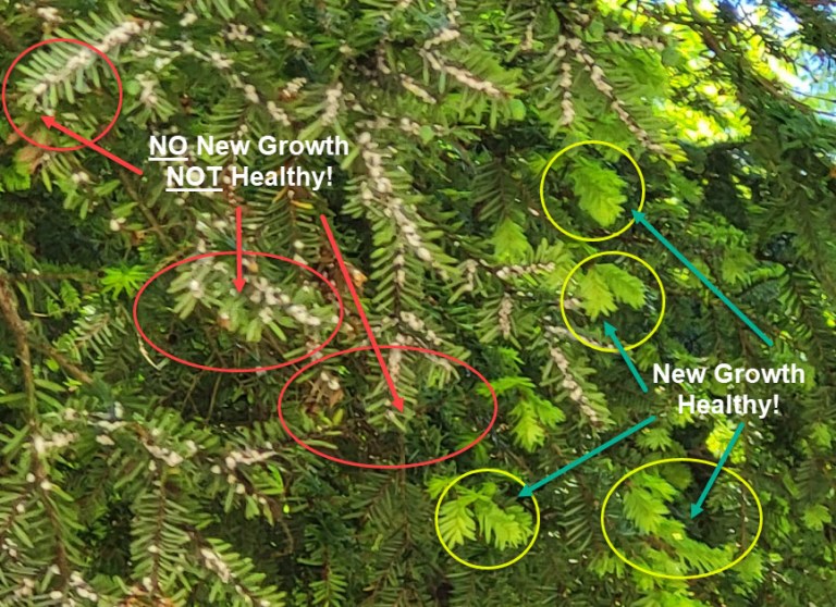 Hemlock Woolly Adelgid Update – Craneridge Homeowners Association